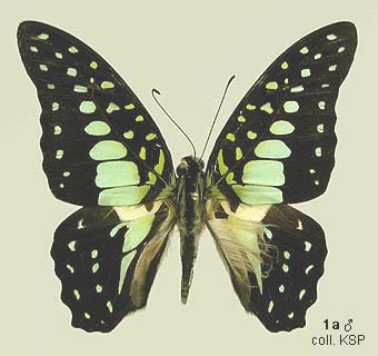 Papua Insects Foundation (Lepidoptera/Papilionidae/Graphium macfarlanei)